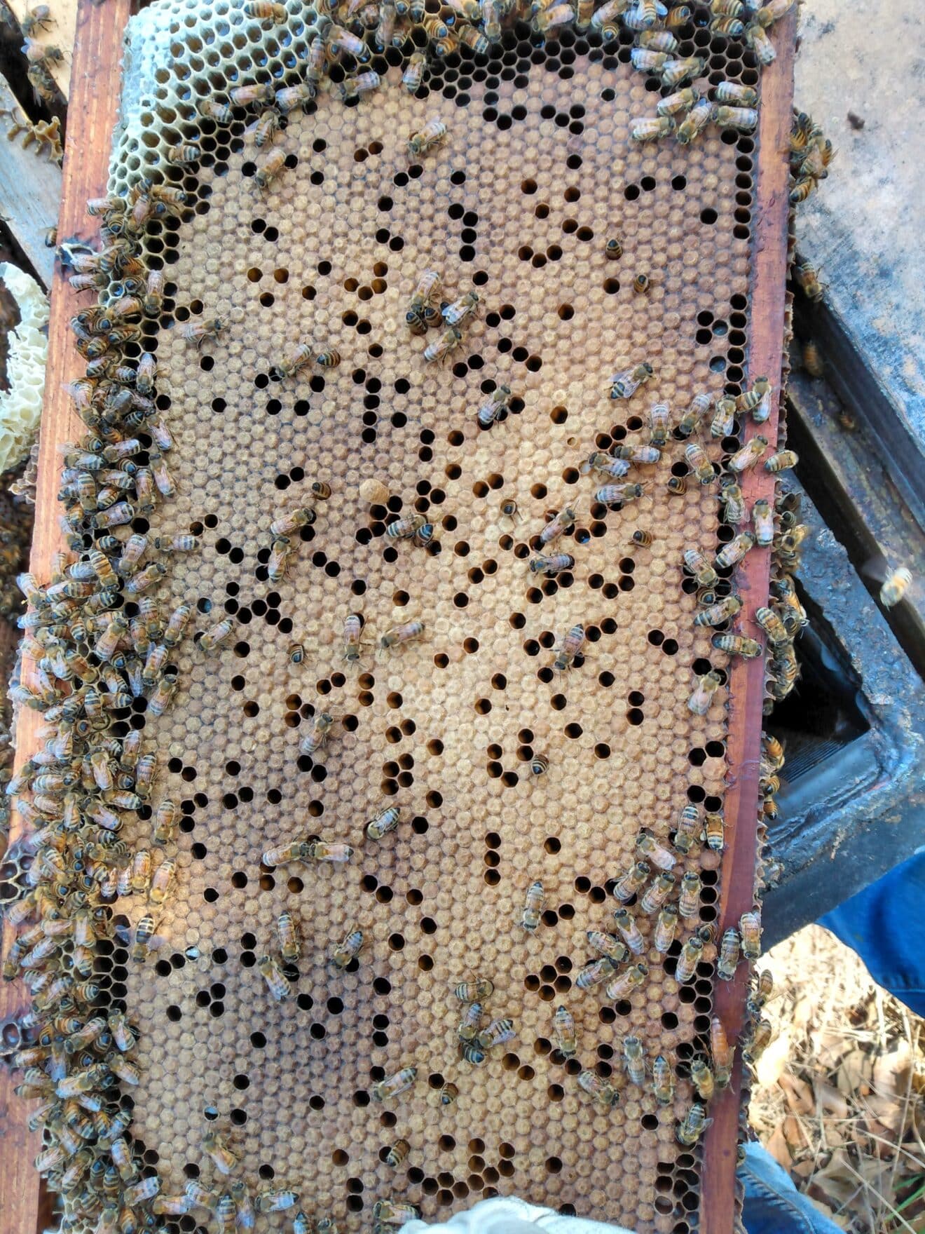 Brood Frames - Zack's Bees